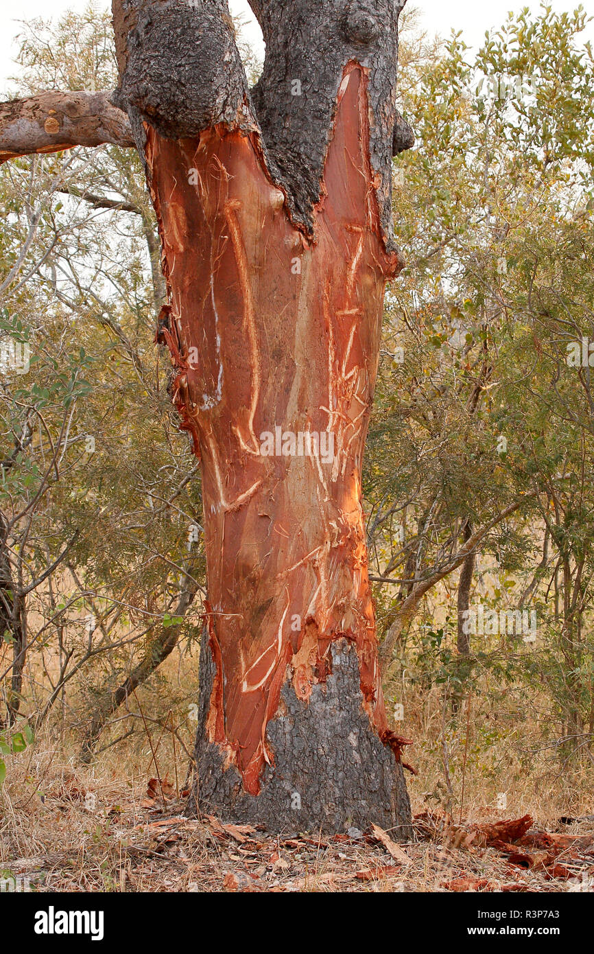 Debarking tree hi-res stock photography and images - Alamy