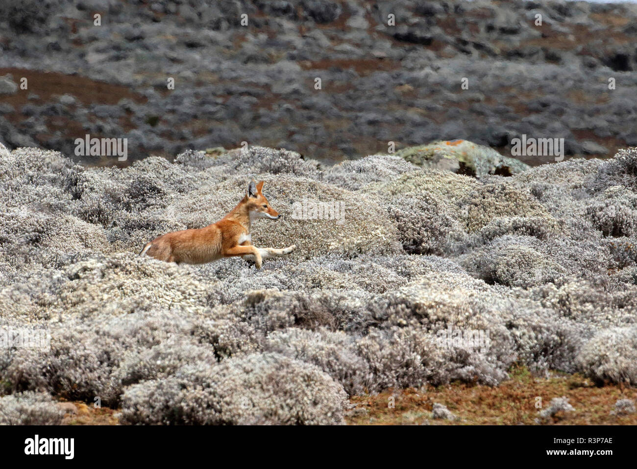 Simian jackal (Canis simensis) young among Cape Gold, Bale Mountains ...