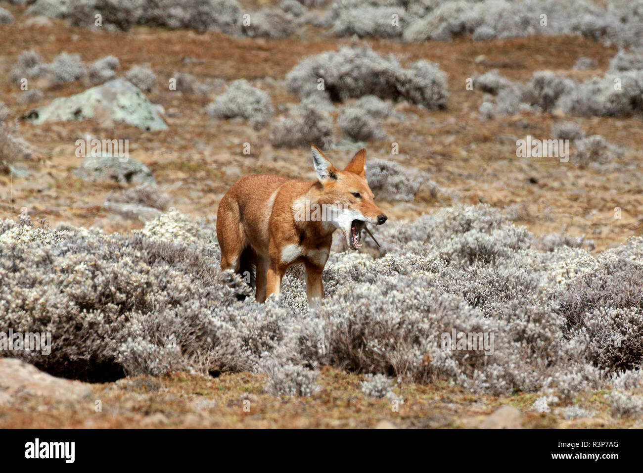 Simian jackal (Canis simensis) eating a mole rat among Cape Gold, Bale ...