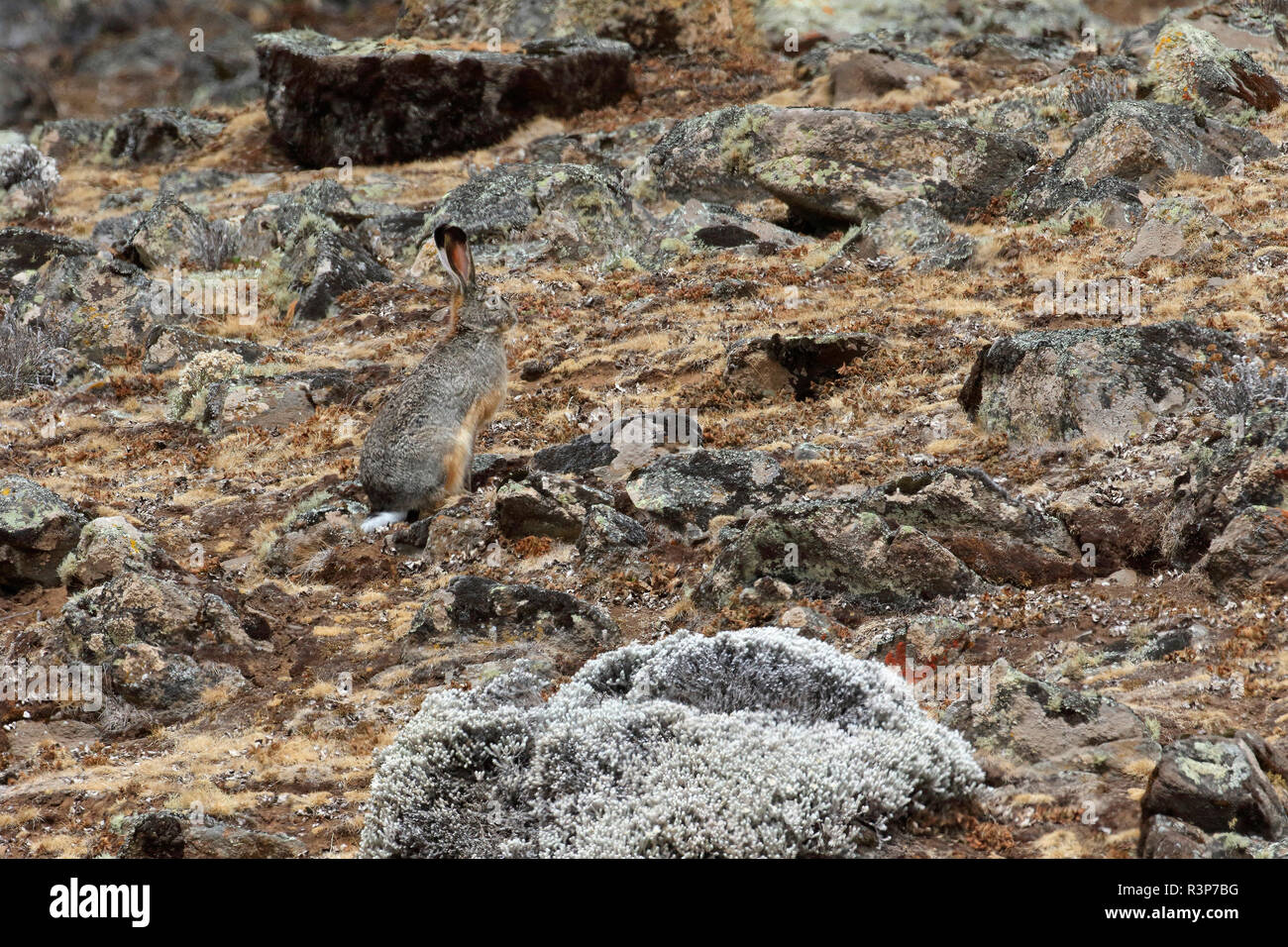 Ethiopian highland hare (Lepus starcki), Bale Mountains, Ethiopia Stock ...