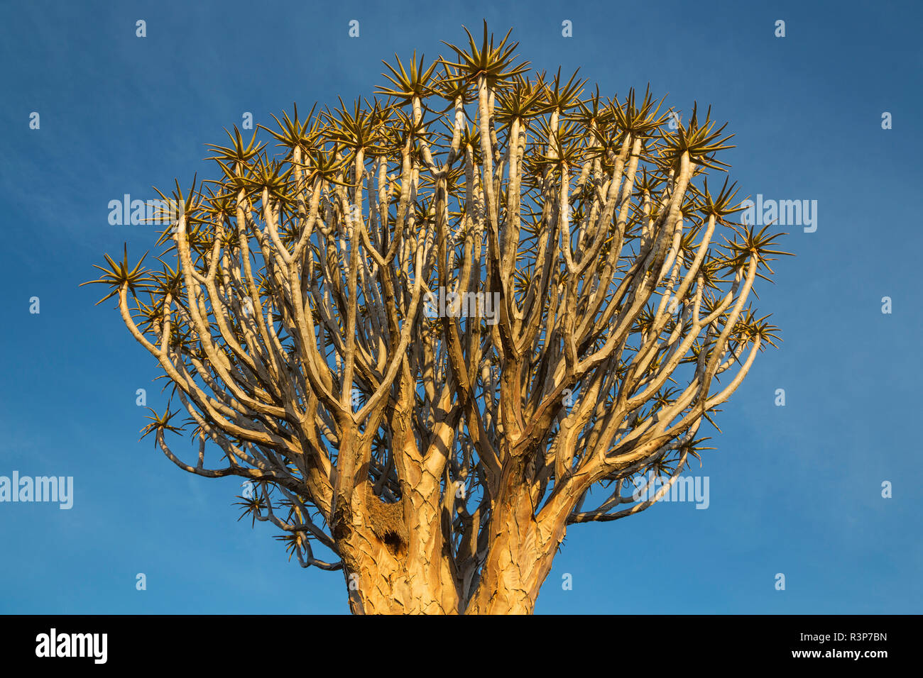 Aloe family plant hi-res stock photography and images - Alamy