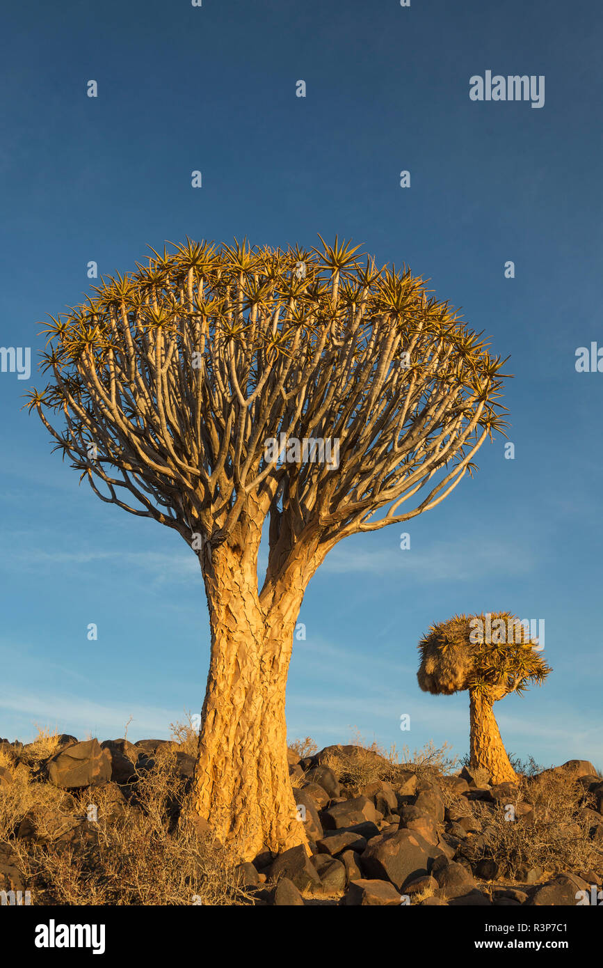 Aloe family plant hi-res stock photography and images - Alamy