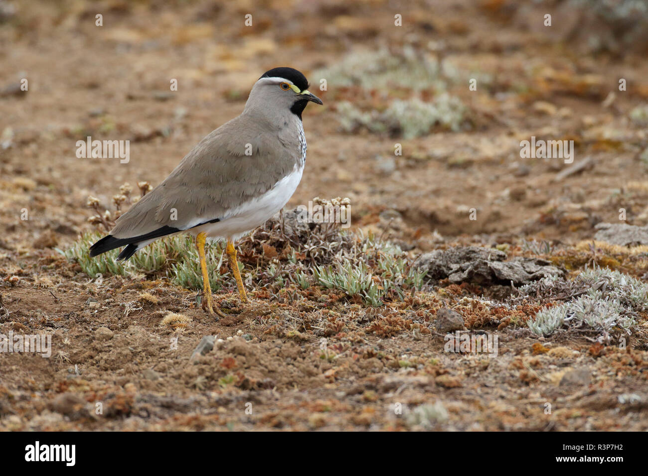 Spot-breasted Lapwing (Vanellus melanocephalus) on ground, Bale Mountains, Ethiopia Stock Photo ...