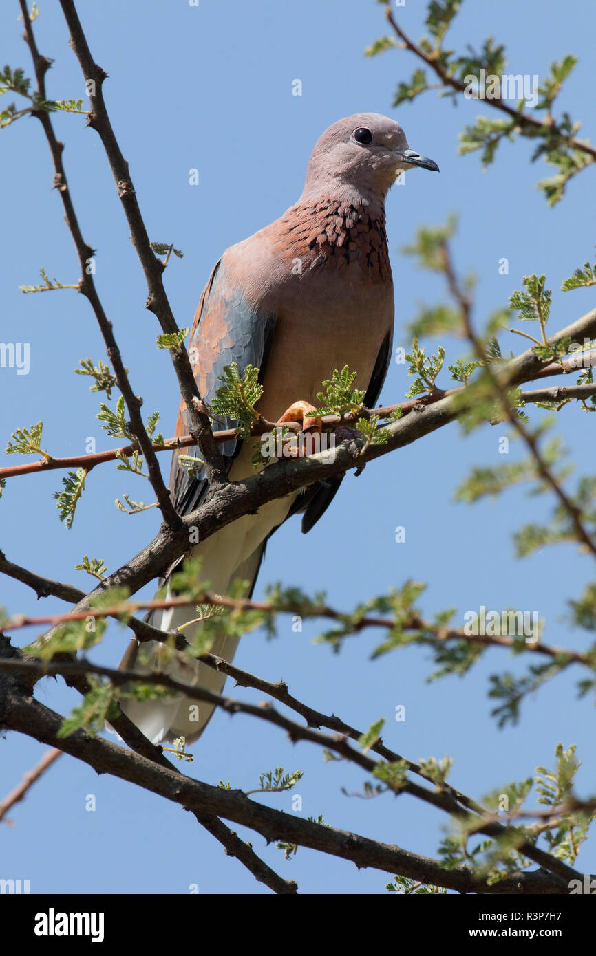 Laughing Dove (Streptopelia senegalensis) on a branch, Lake Langano ...