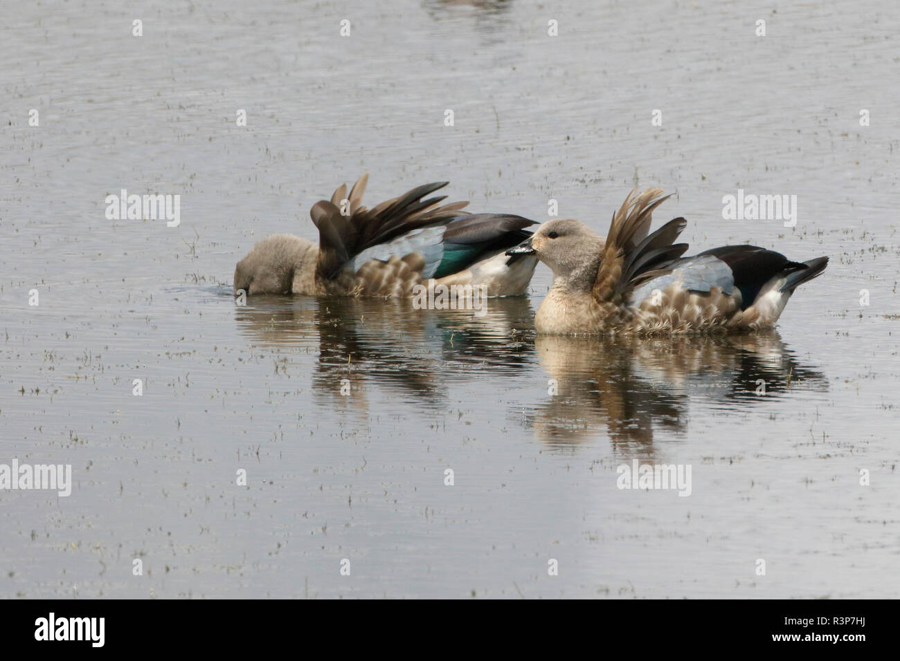 Blue winged goose cyanochen cyanopterus adult male hi-res stock ...