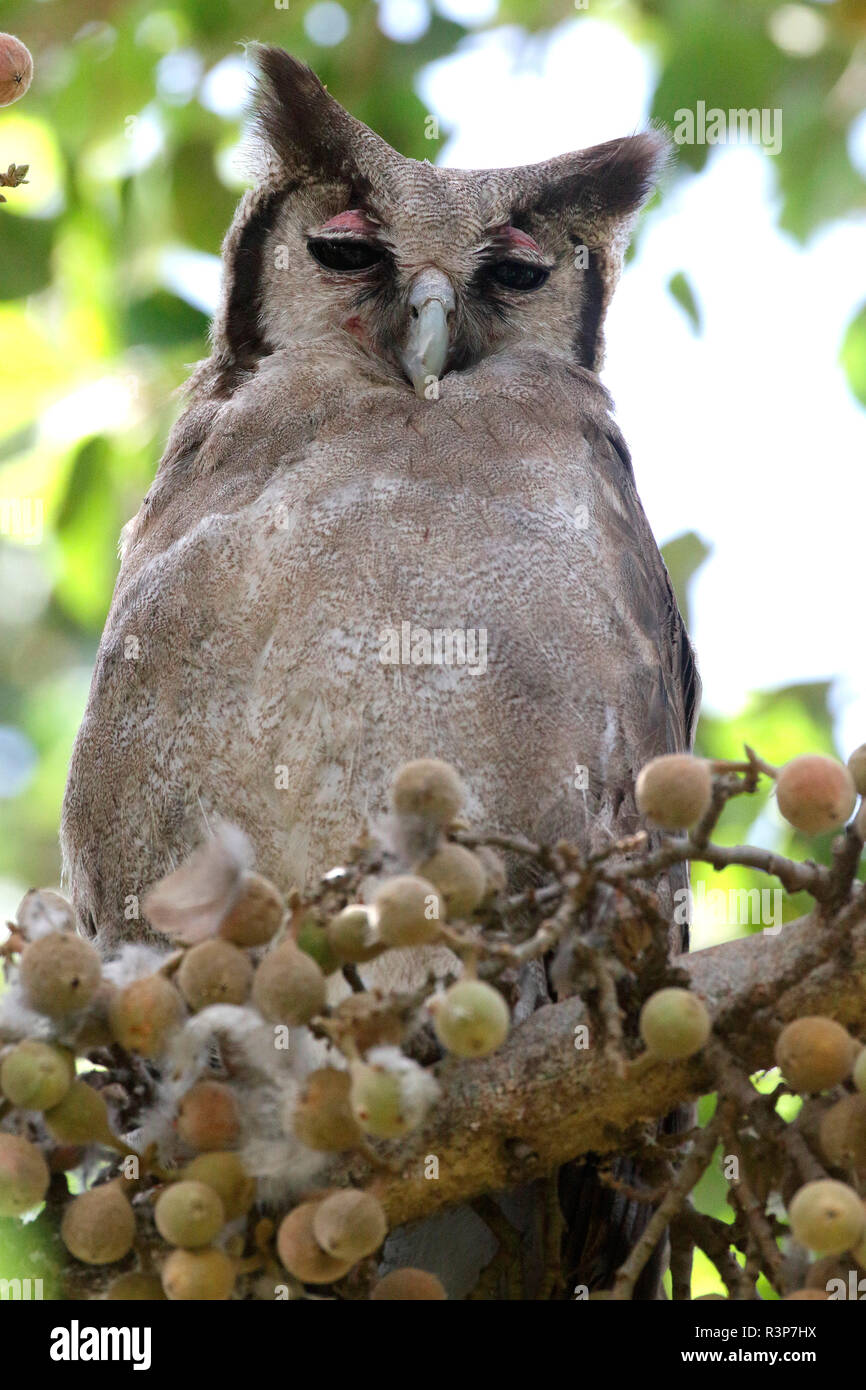 Verreaux's Eagle-Owl (Bubo lacteus) on a branch, Lake Ziway, Ethiopia ...