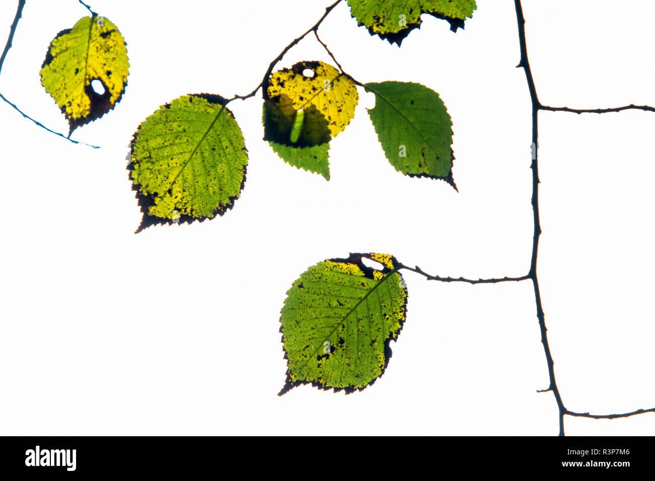 Birch Leaves (Betula sp) on a white background, Muniellos nature ...