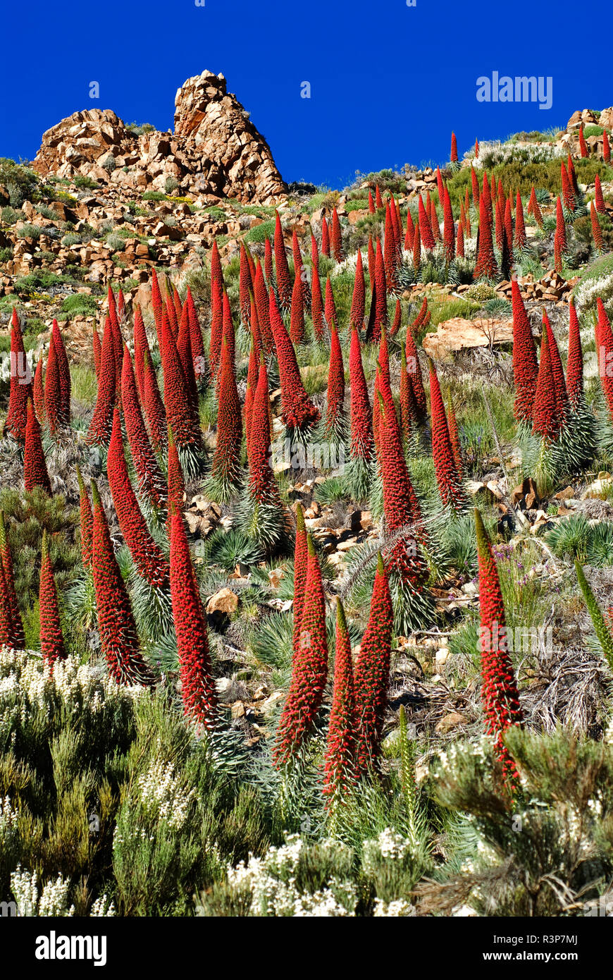 Tower of Jewels (Echium wildpretii) is an endemic Tenerife plant ...