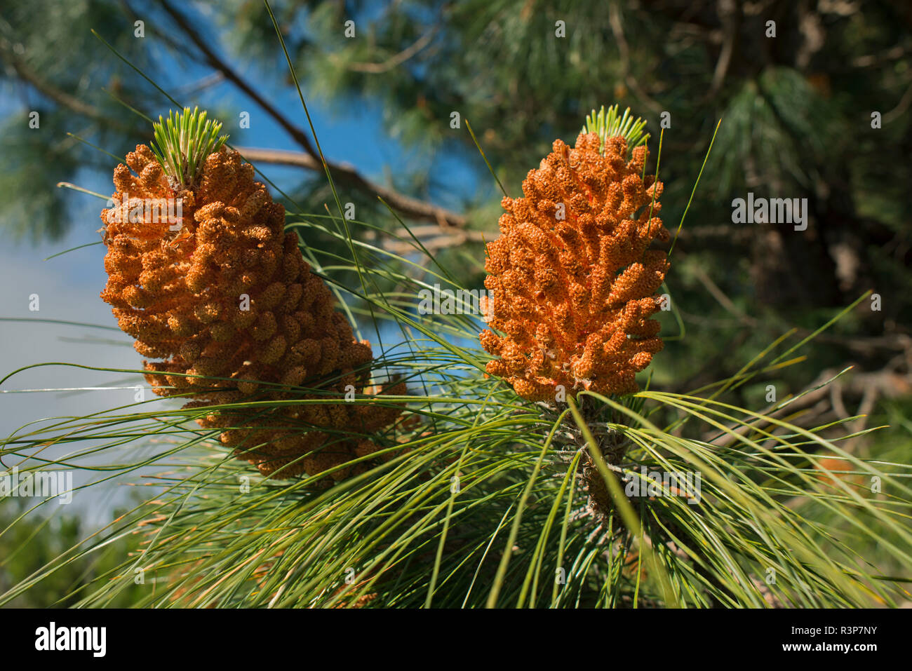 Canary pine (Pinus canariensis), National Park of the Caldera de ...