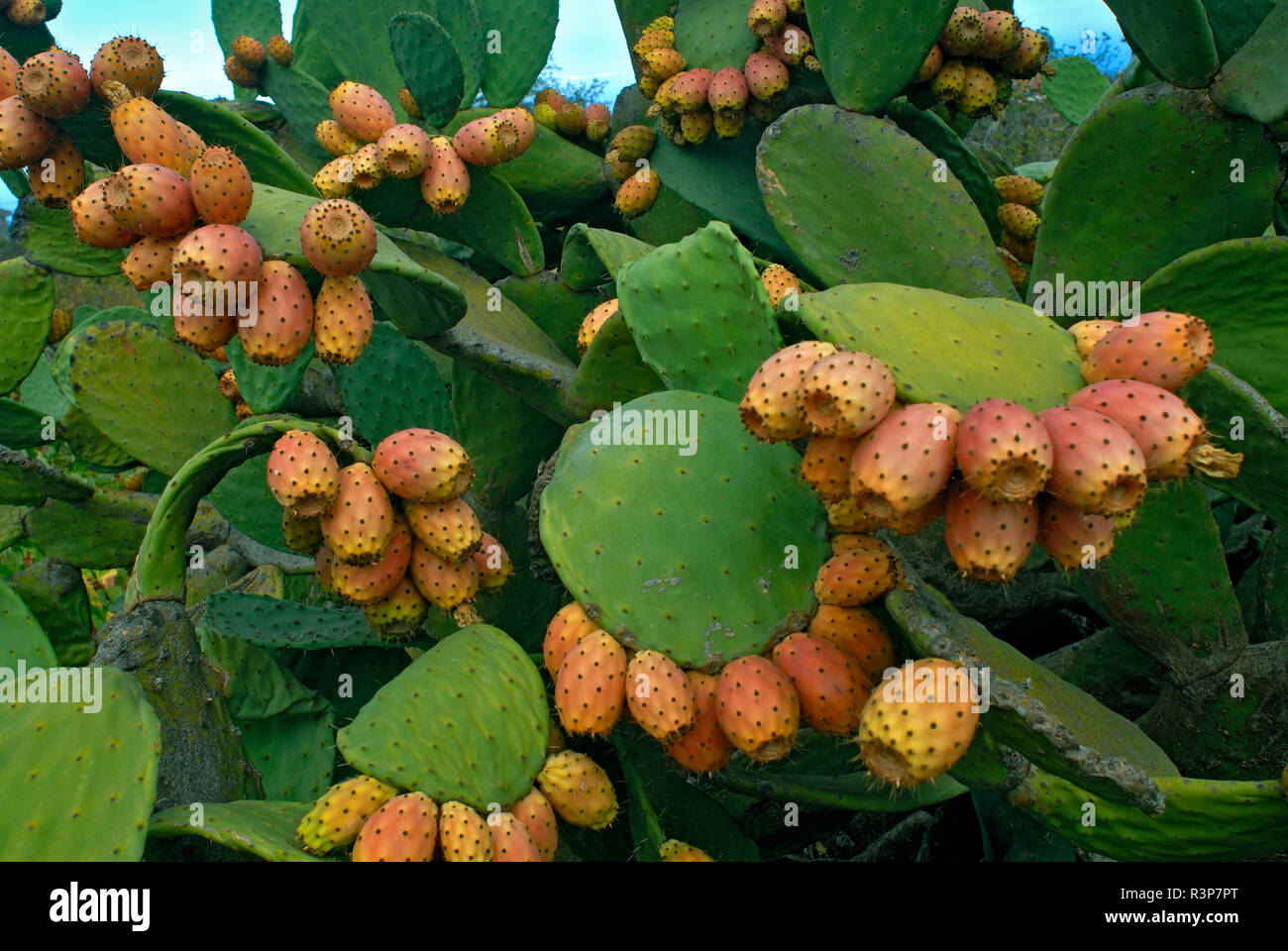 Chumbera, Tuna (Opuntia ficus-indica), is native to America and has ...