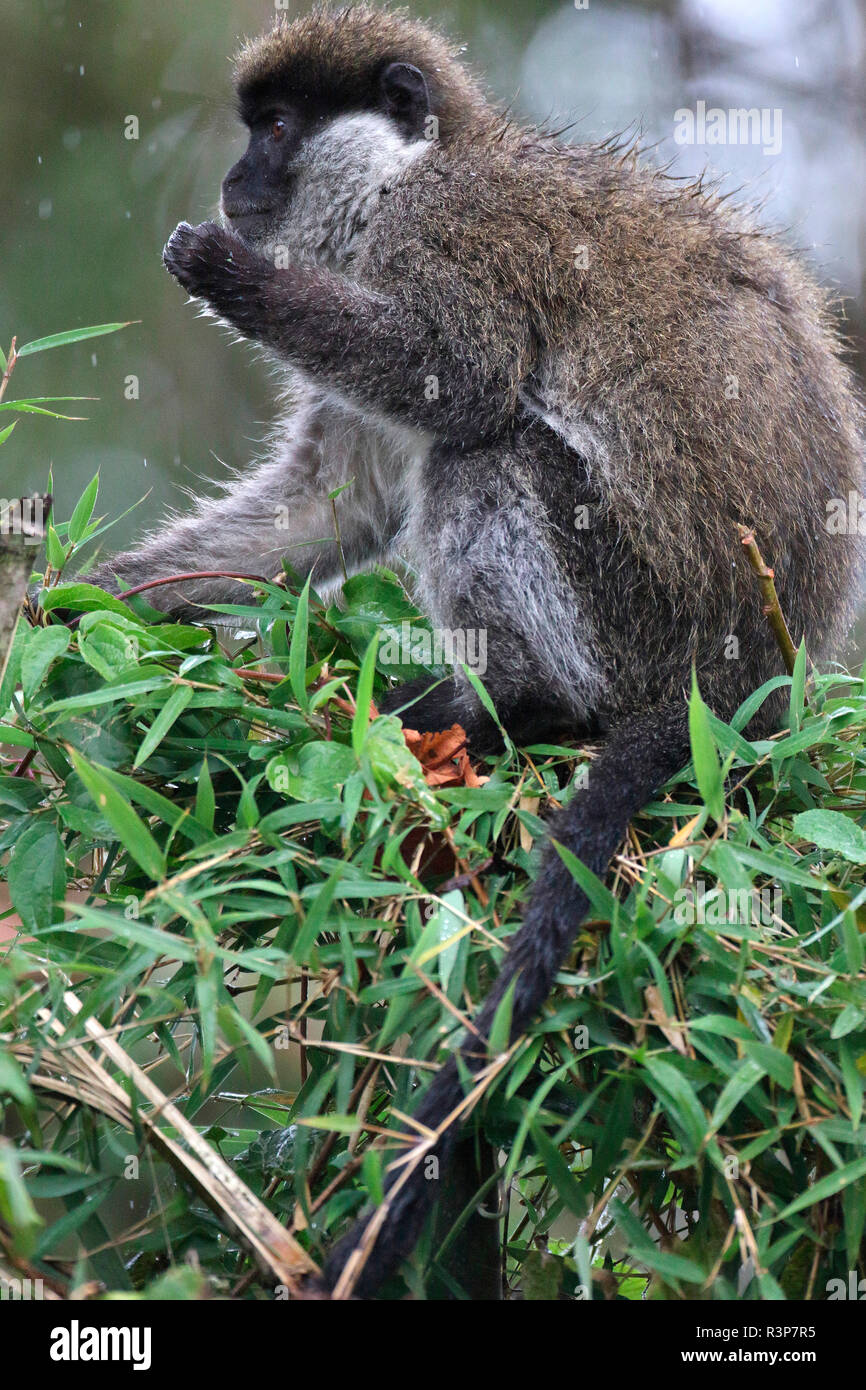 Bale Mountains vervet (Chlorocebus djamdjamensis) eating bamboos ...