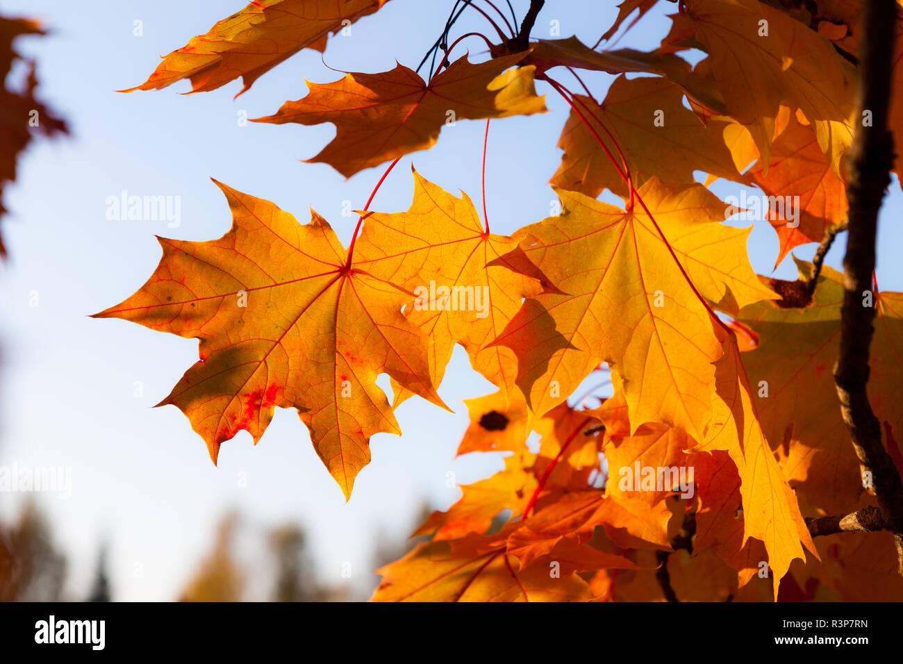Close up beautiful maple leaves hi-res stock photography and images - Alamy