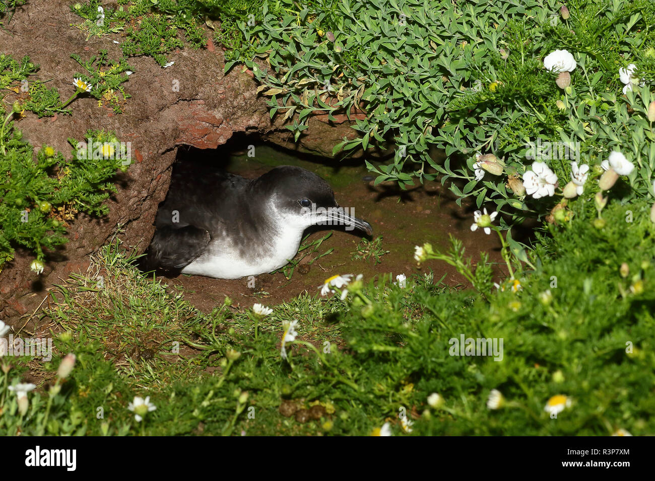 Manx shearwater nest hi-res stock photography and images - Alamy