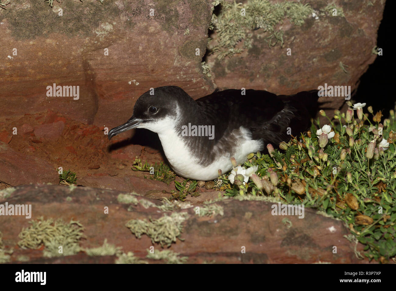 Puffinus puffinus manx hi-res stock photography and images - Alamy