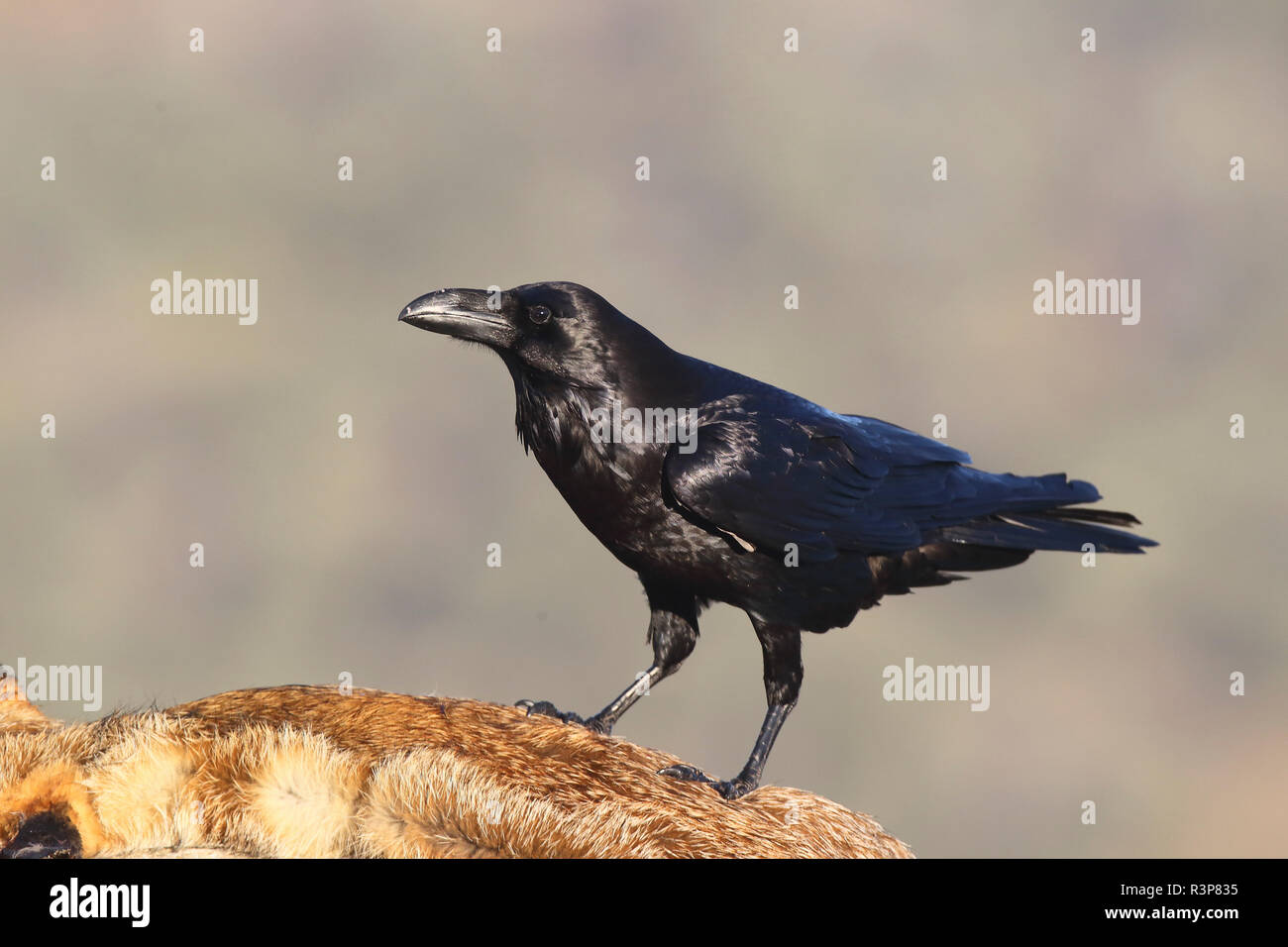 Raven (Corvus corax) on the carcass of a Red Fox (Vulpes vulpes ...