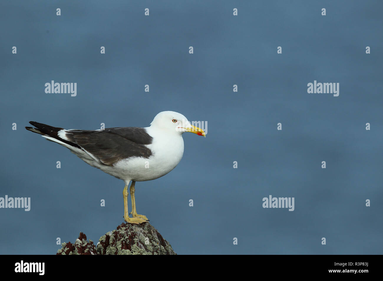 Baltic Gull (Larus fuscus) on rock, Atlantic Coast, Europe Stock Photo ...