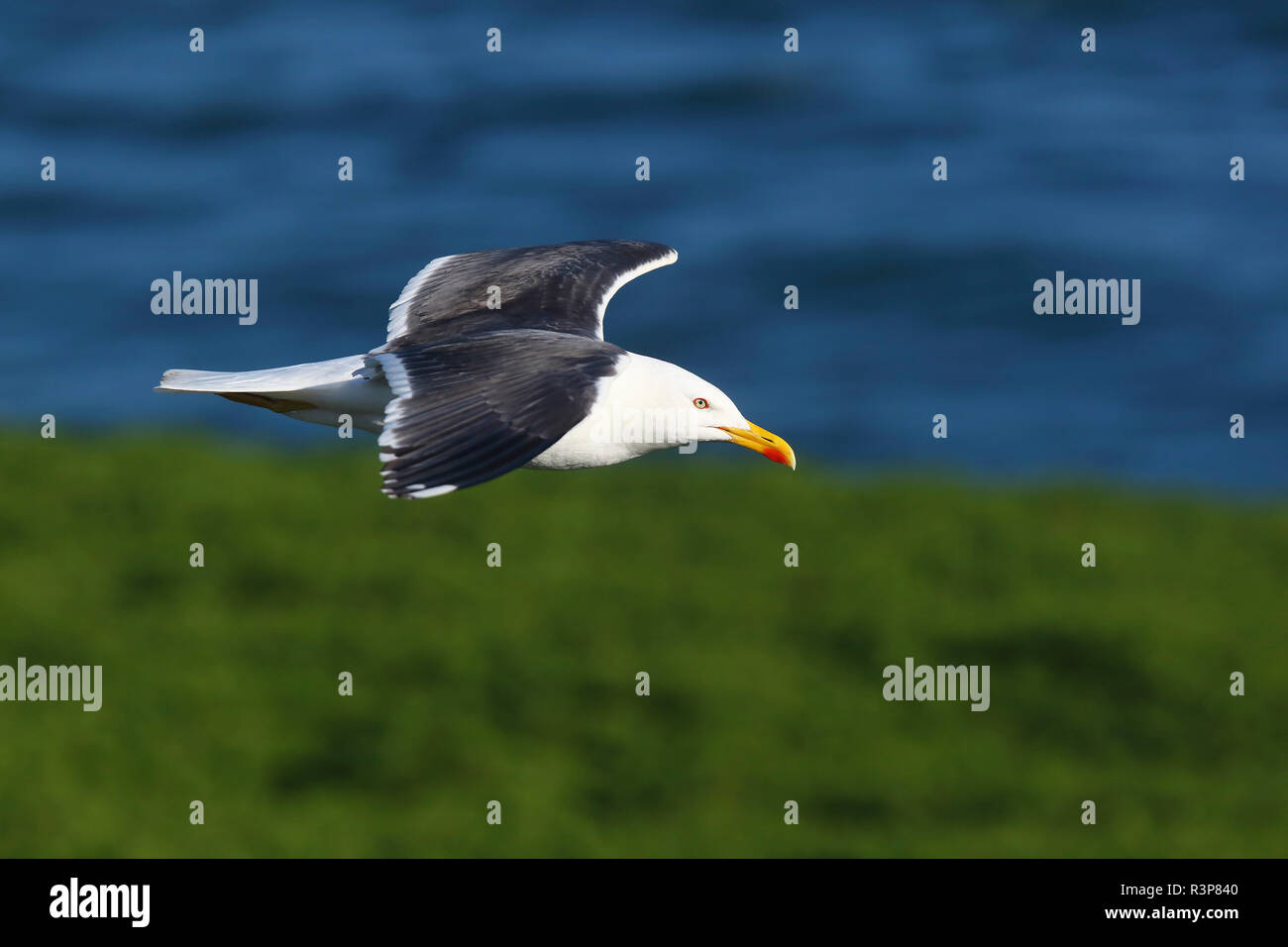 Baltic Gull (Larus fuscus) in flight on sea background, Atlantic Coast ...