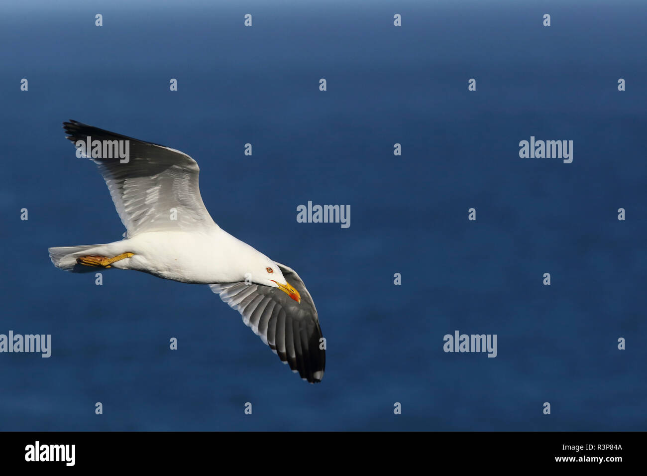 Baltic Gull (Larus fuscus) in flight on sea background, Atlantic Coast ...