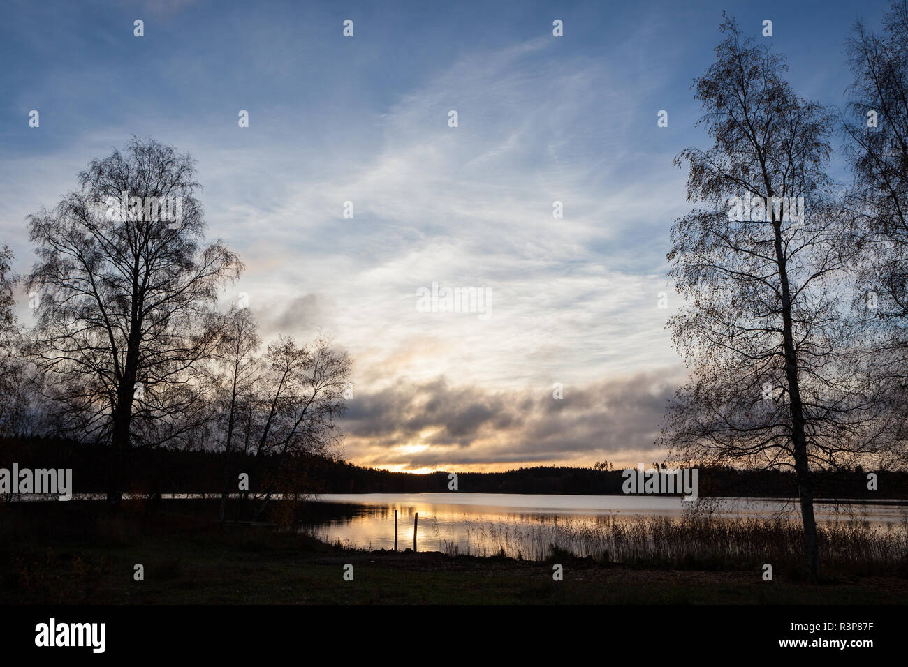 Trees lakeside trees hi-res stock photography and images - Alamy