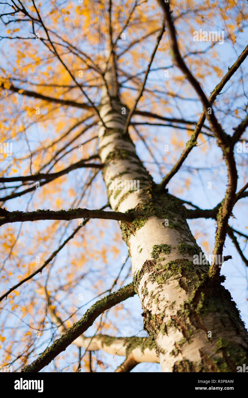 Birch tree at autumn Stock Photo - Alamy