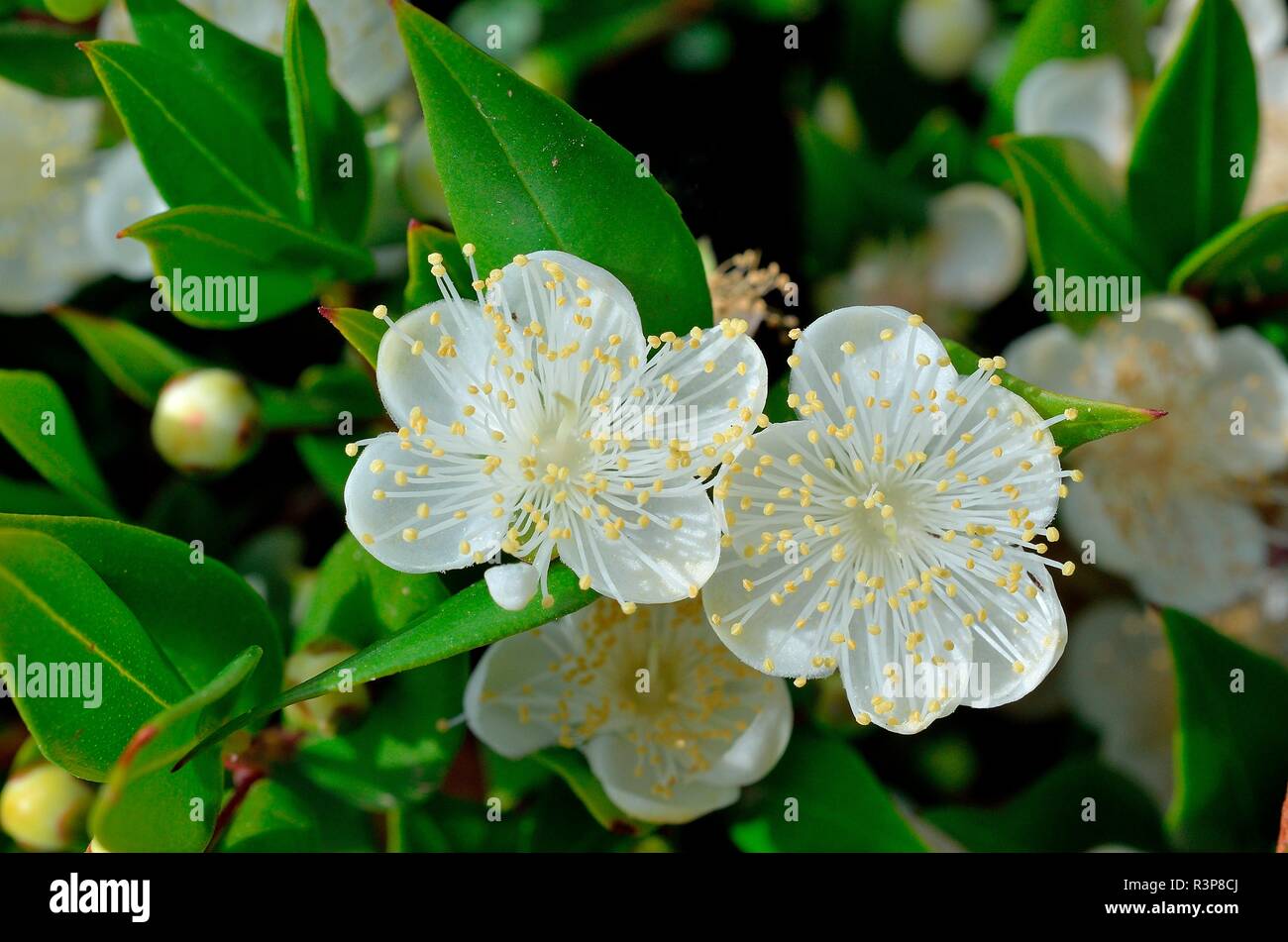 Common Myrtle (Myrtus communis) flowers, Propriano Region, Corsica ...
