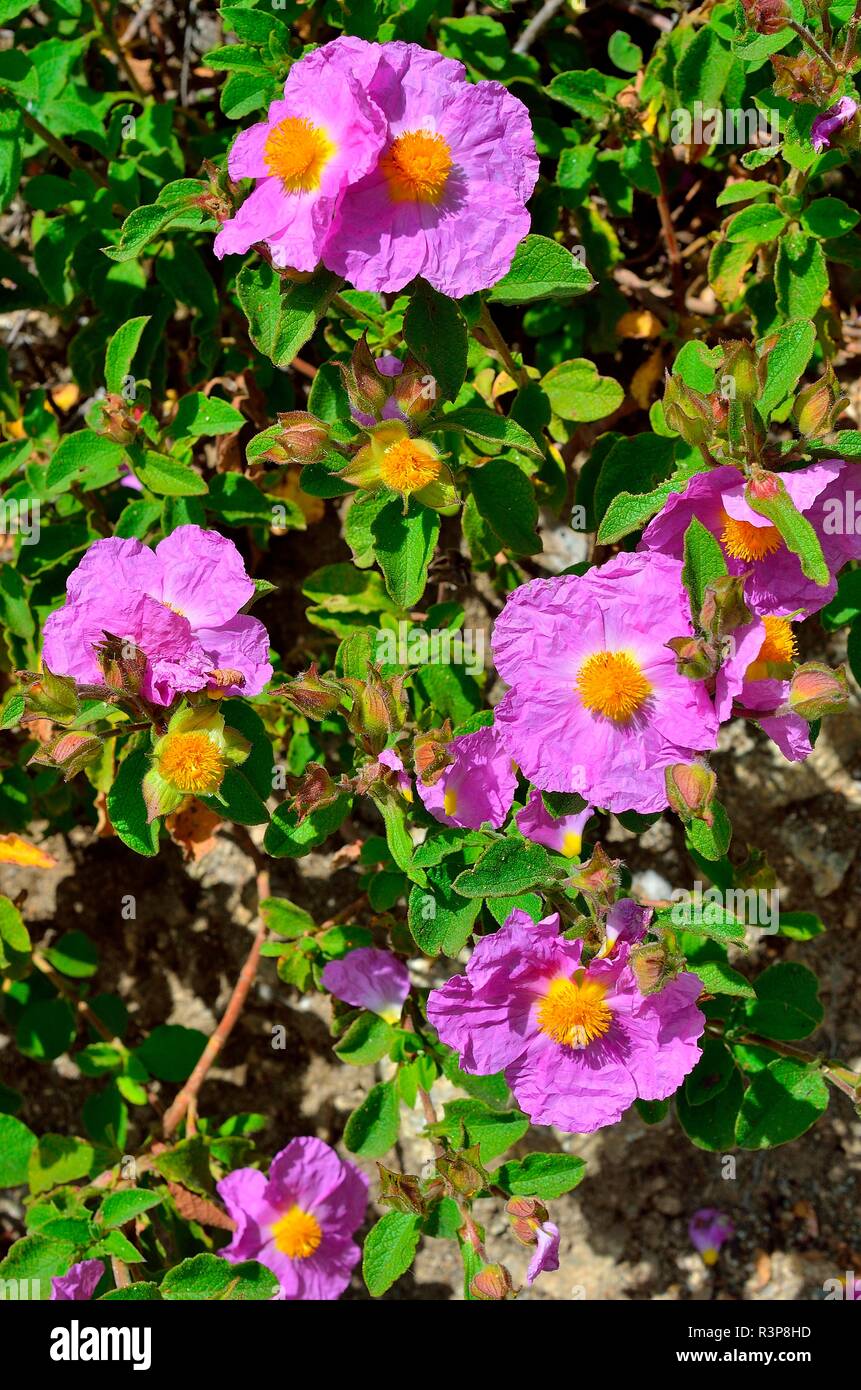 Cistus sp hi-res stock photography and images - Alamy