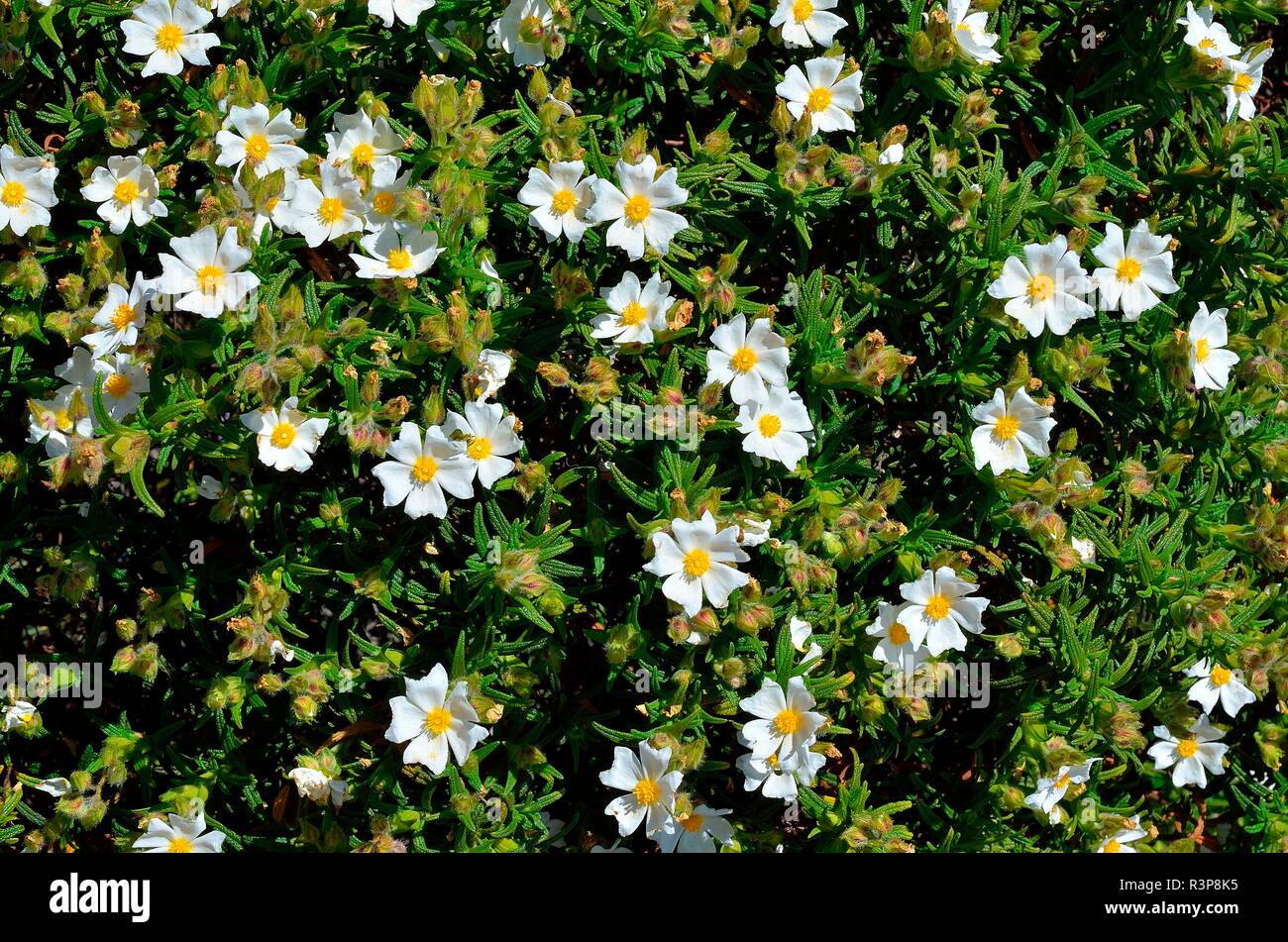 Cistus sp hi-res stock photography and images - Alamy