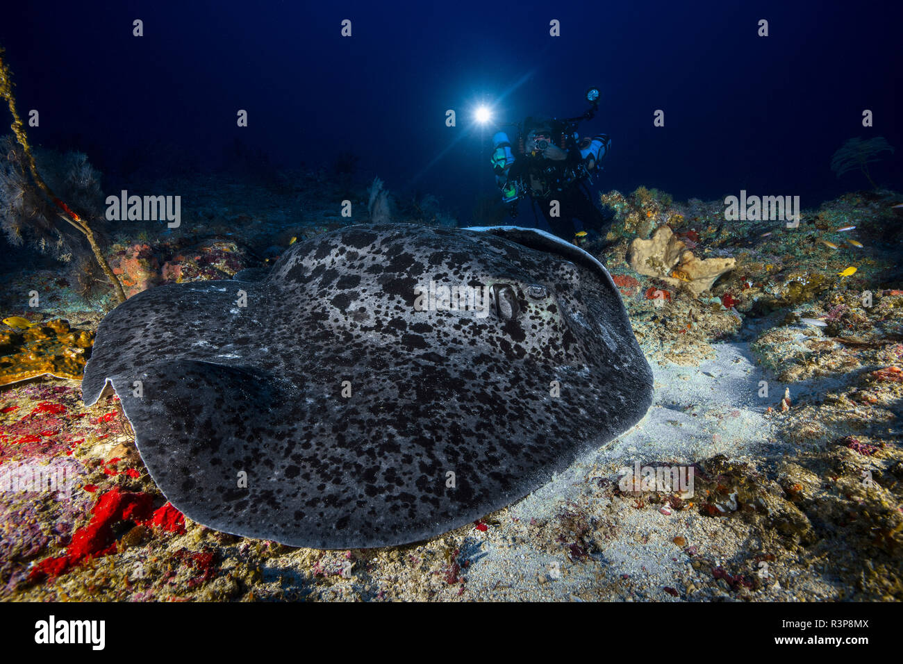 Blotched fantail ray (Taeniura meyeni) resting on a rock of the arch 75 ...
