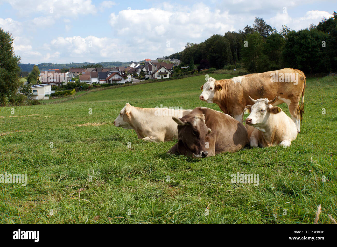 Cattle walker hi-res stock photography and images - Alamy
