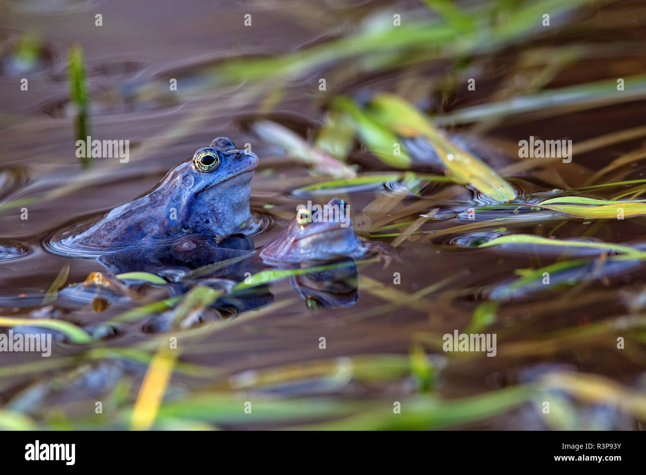 Pool watch wet hi-res stock photography and images - Alamy