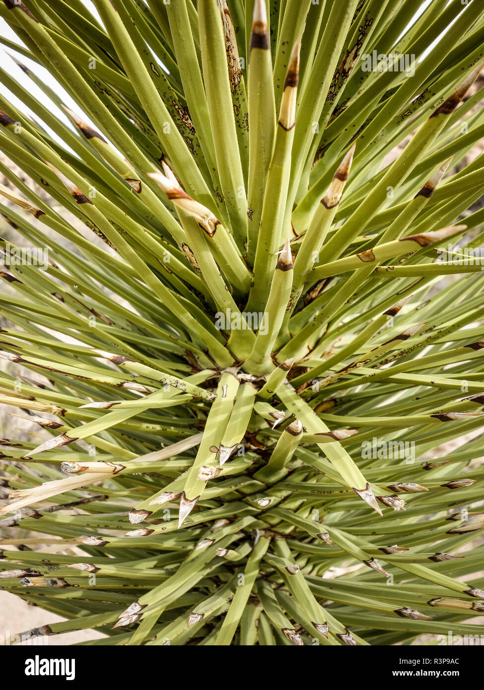 Pinie tree hi-res stock photography and images - Alamy
