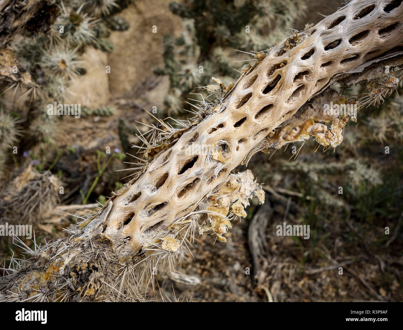 pine - conifer in north america,national park Stock Photo - Alamy