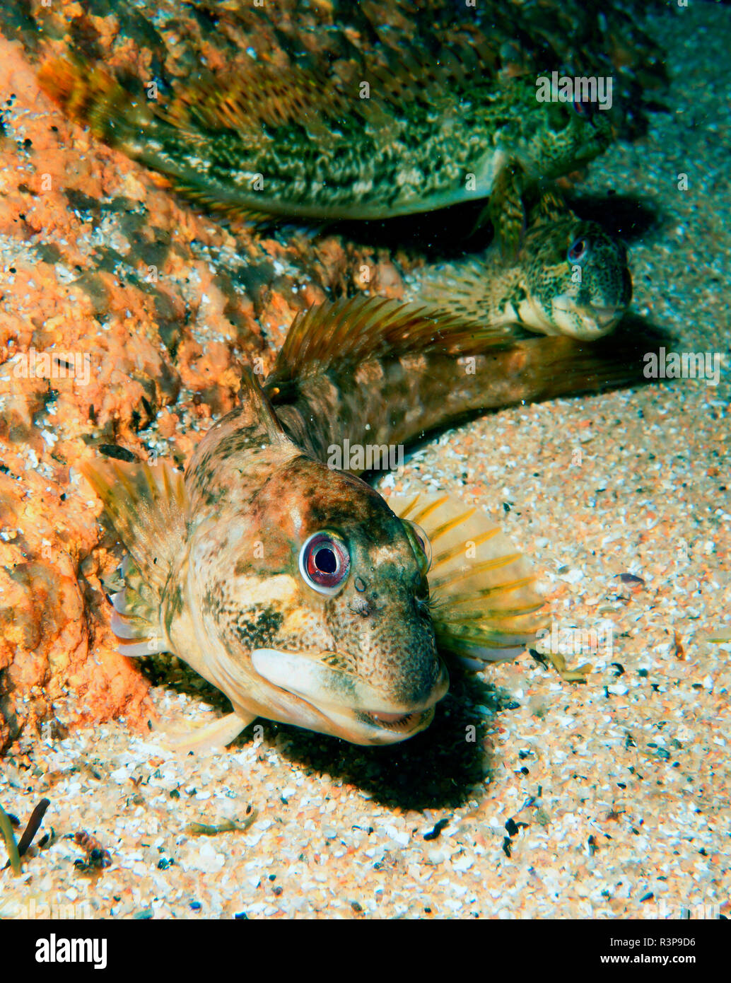 Shanny hi-res stock photography and images - Alamy