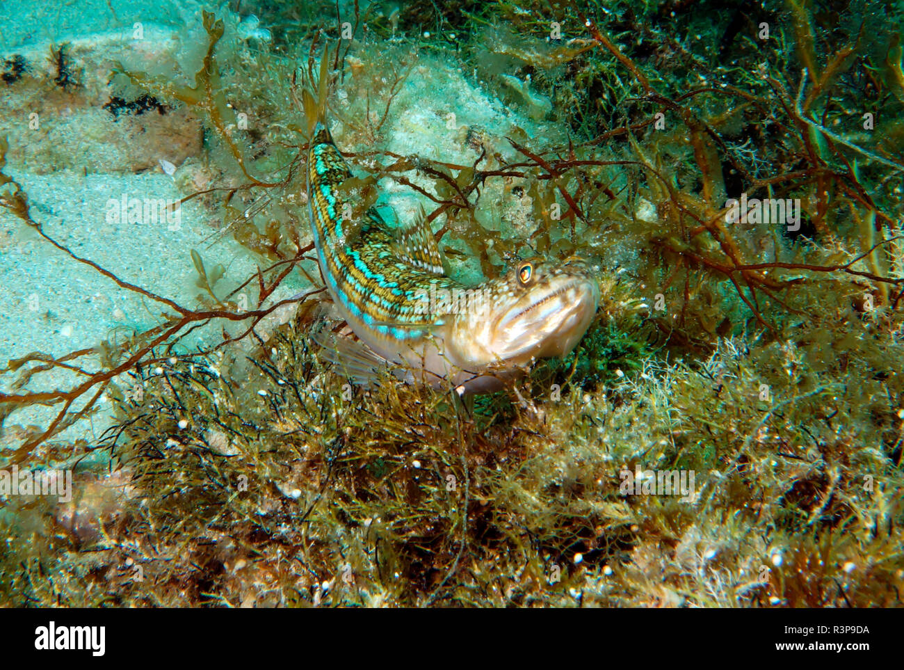 Lizardfish synodus sp hi-res stock photography and images - Alamy