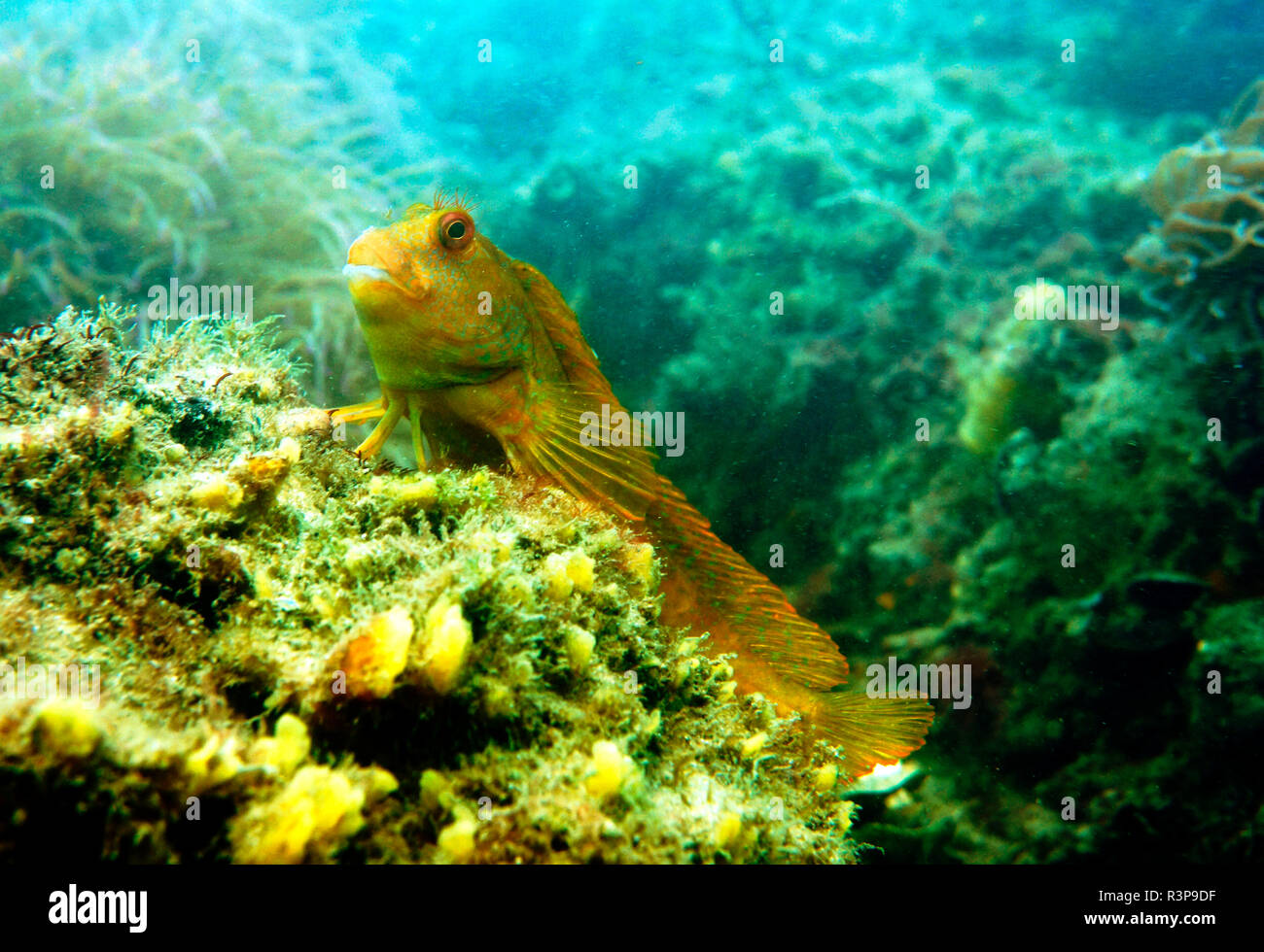 Ringneck blenny (Parablennius pilicornis) yellow livery, Hossegor ...