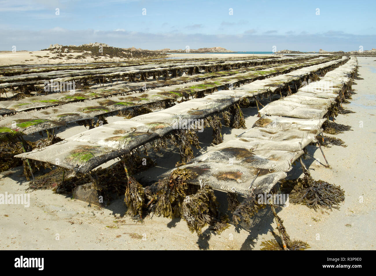Pacific oysters crassostrea gigas hi-res stock photography and images ...
