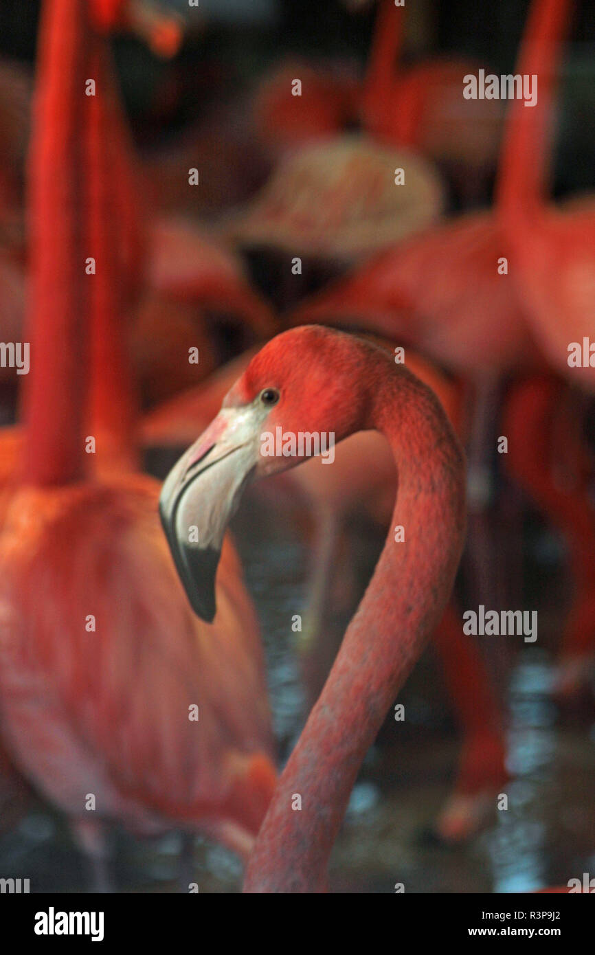 Flamingo breeding ground hi-res stock photography and images - Alamy