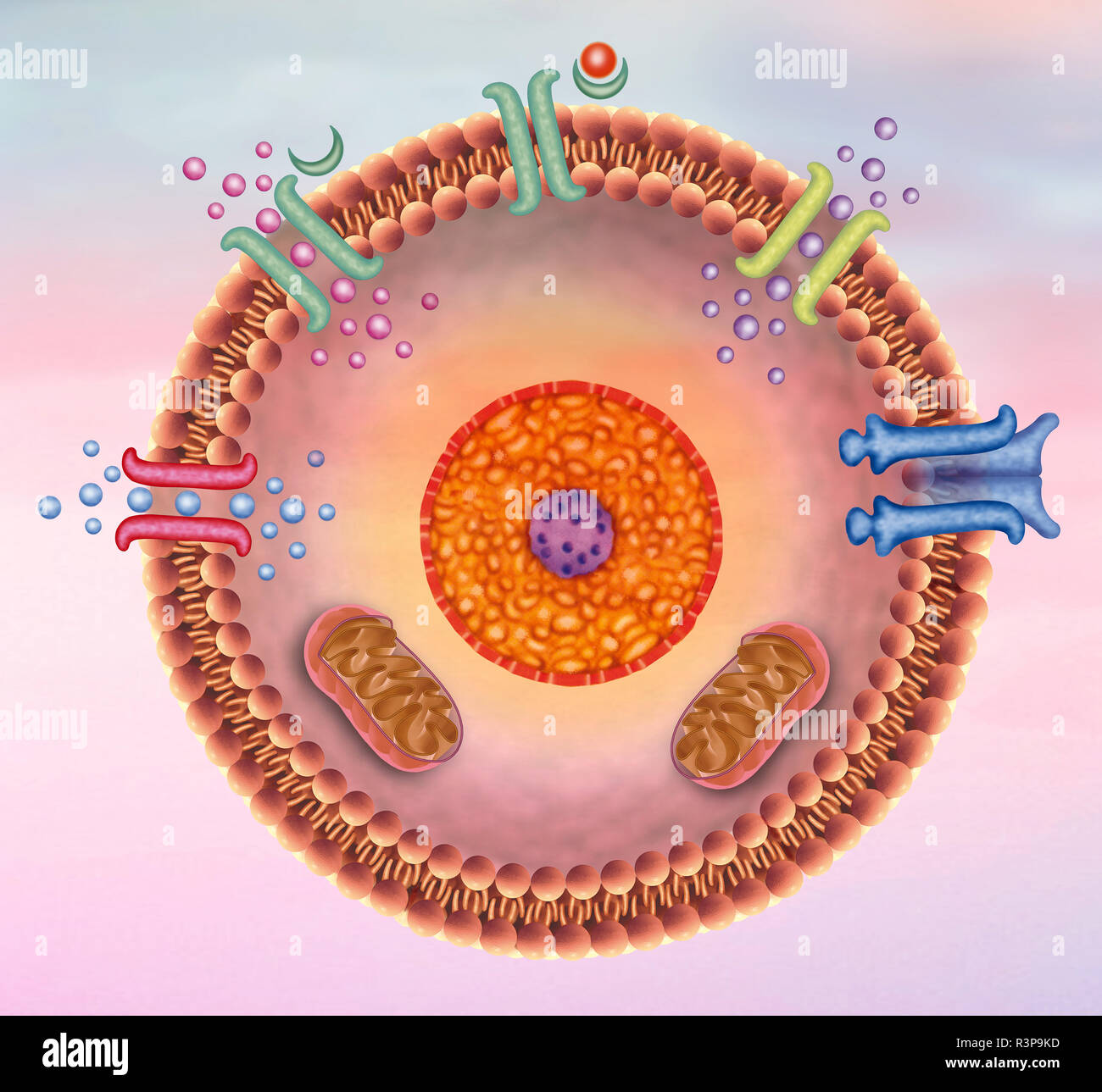 Cell receptors are proteins found in and on the surface of certain ...