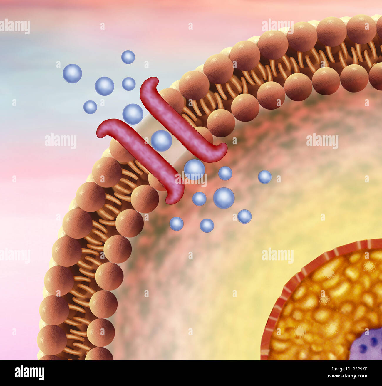 Cell receptors are proteins found in and on the surface of certain ...