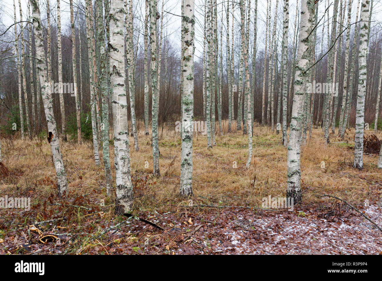 Birch forest landscape in Finland Stock Photo - Alamy