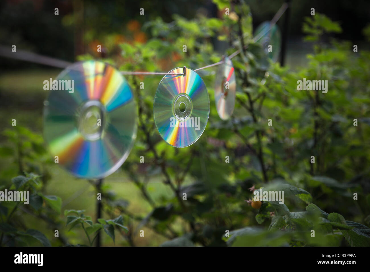 cd's as scarecrows in the garden Stock Photo - Alamy