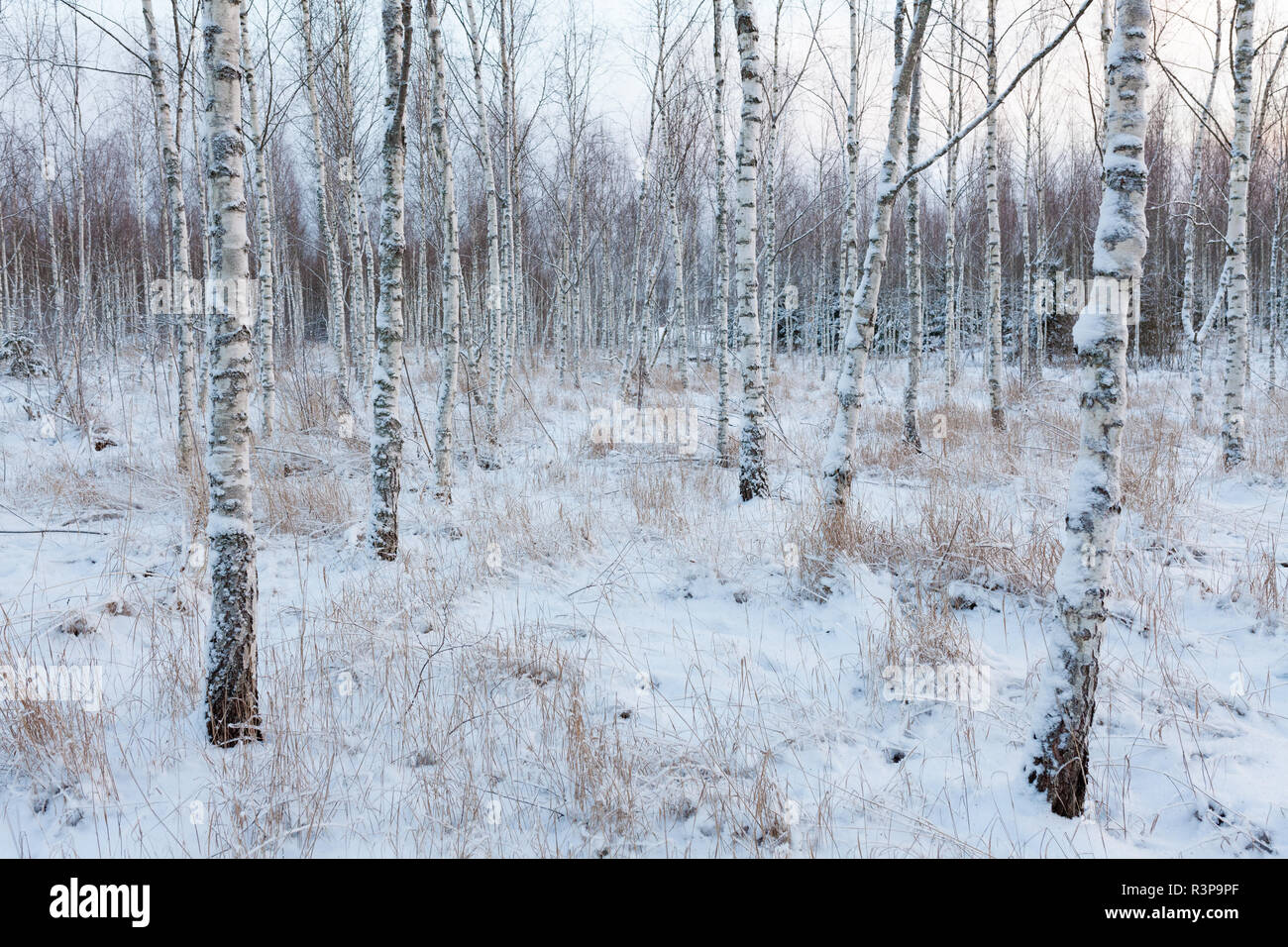 Birch forest landscape in Finland Stock Photo - Alamy