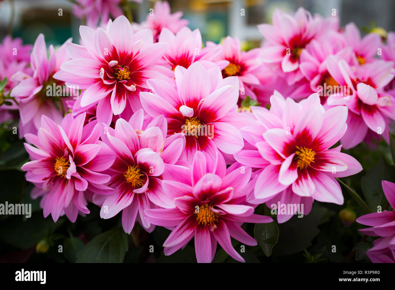 Beautiful pink flower blooming Stock Photo - Alamy