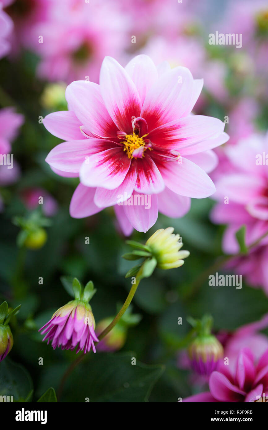 Beautiful pink flower blooming Stock Photo - Alamy