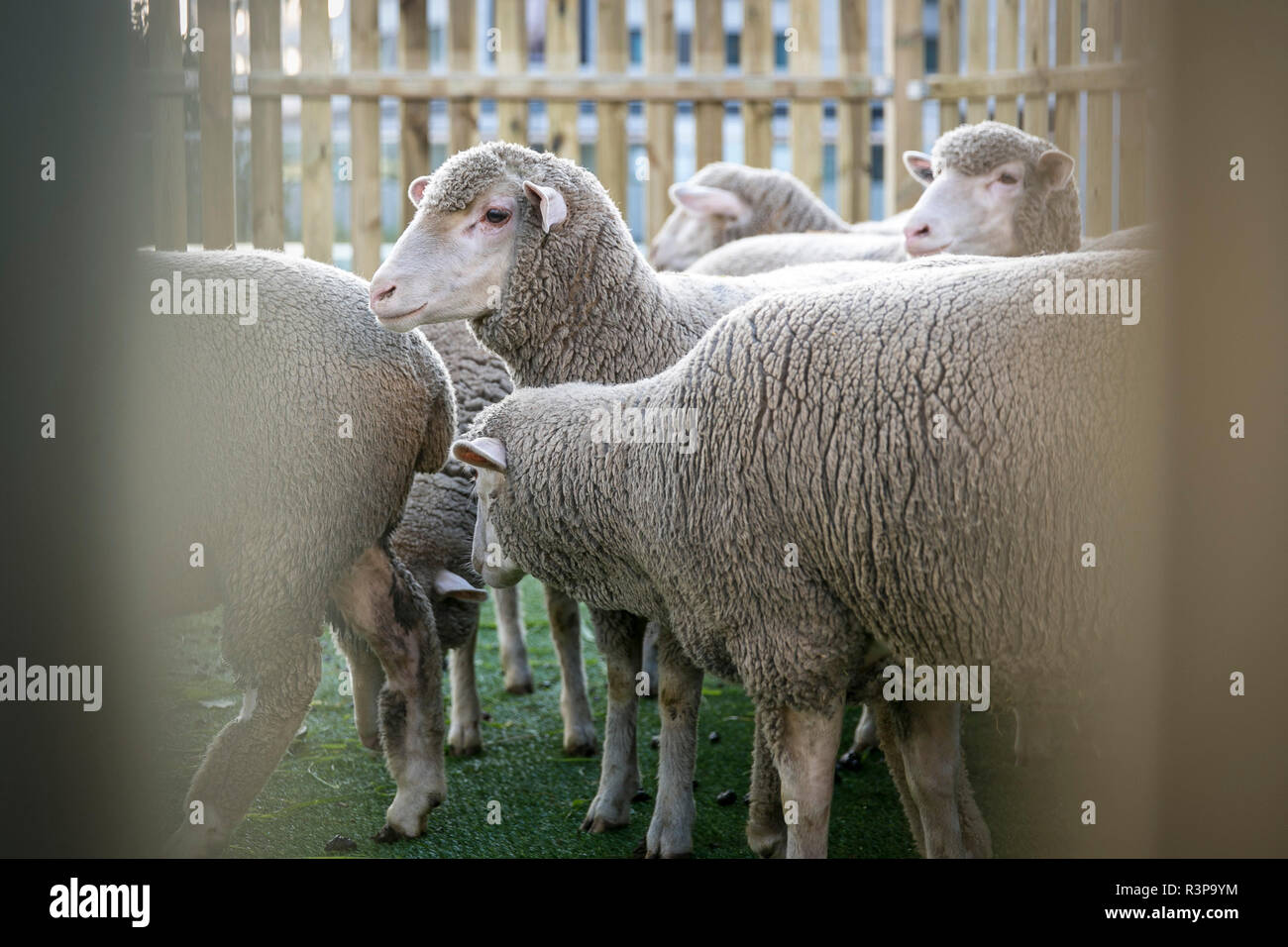 sheep,merino sheep in an enclosure Stock Photo - Alamy