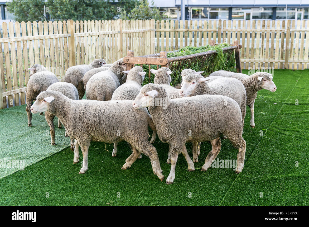 sheep,merino sheep in an enclosure Stock Photo - Alamy
