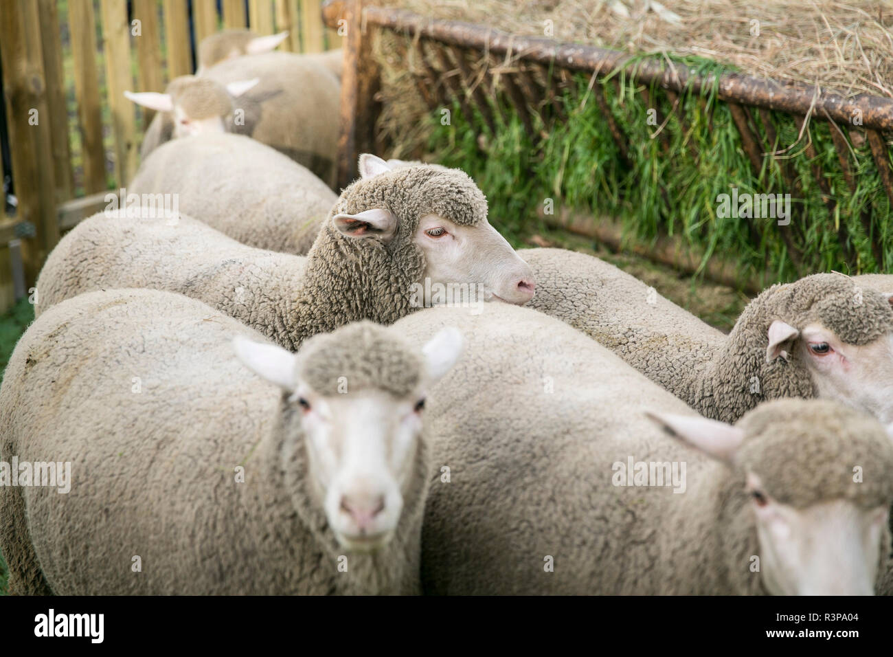 sheep,merino sheep in an enclosure Stock Photo - Alamy