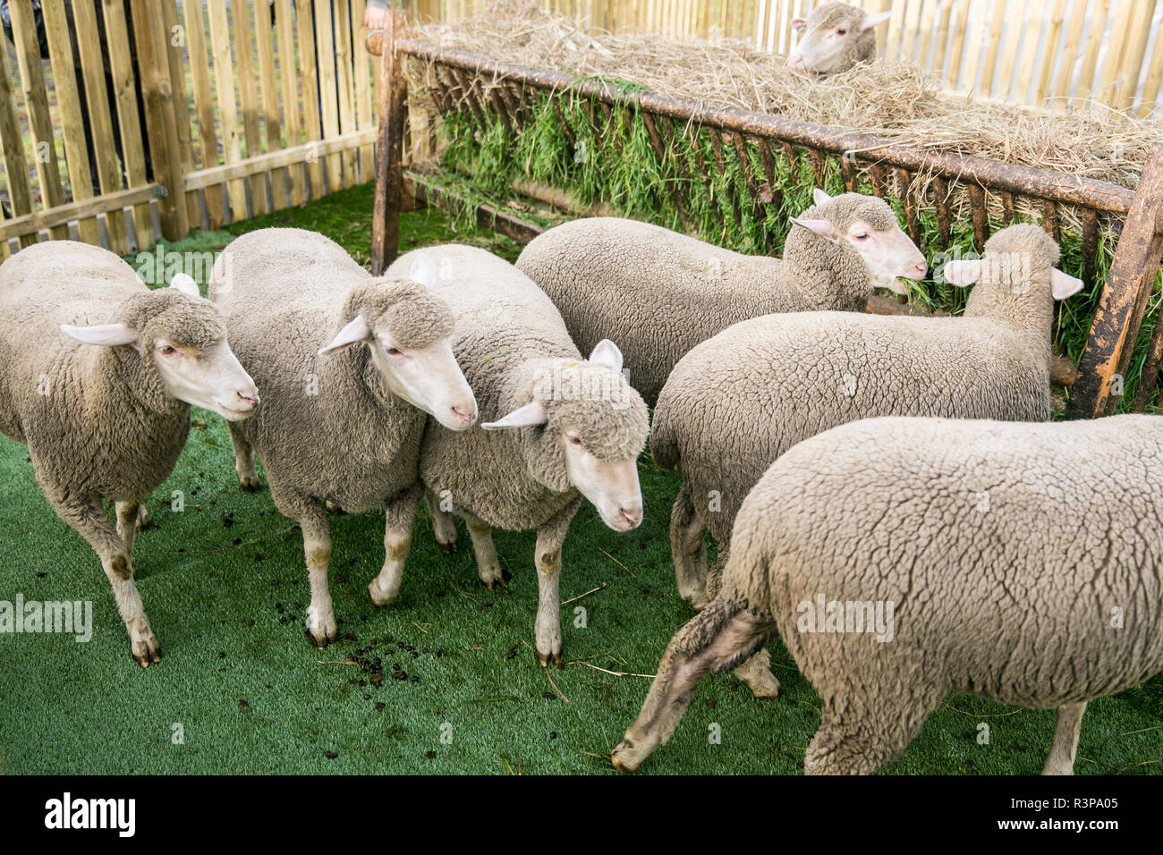 sheep,merino sheep in an enclosure Stock Photo - Alamy