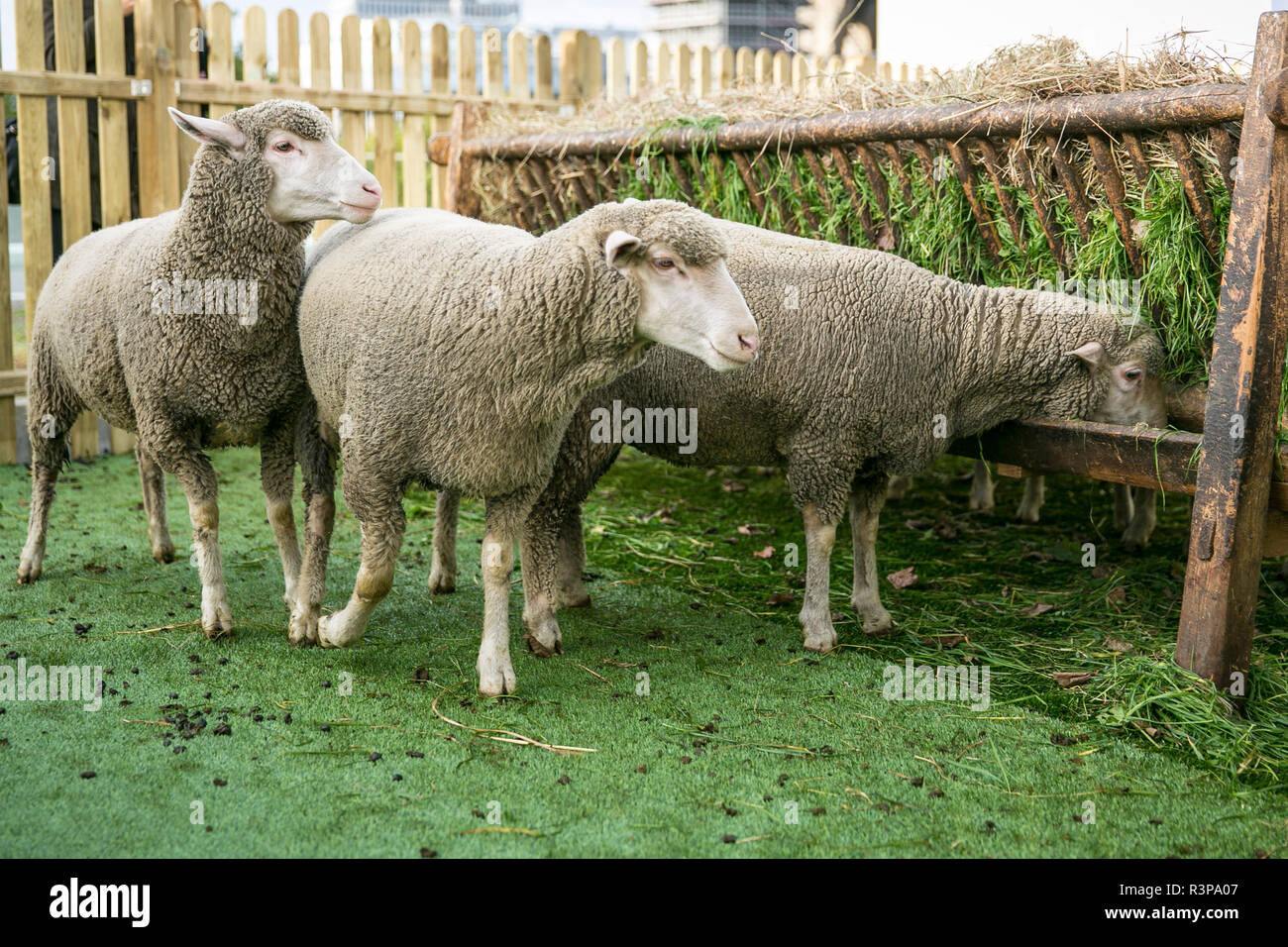 sheep,merino sheep in an enclosure Stock Photo - Alamy