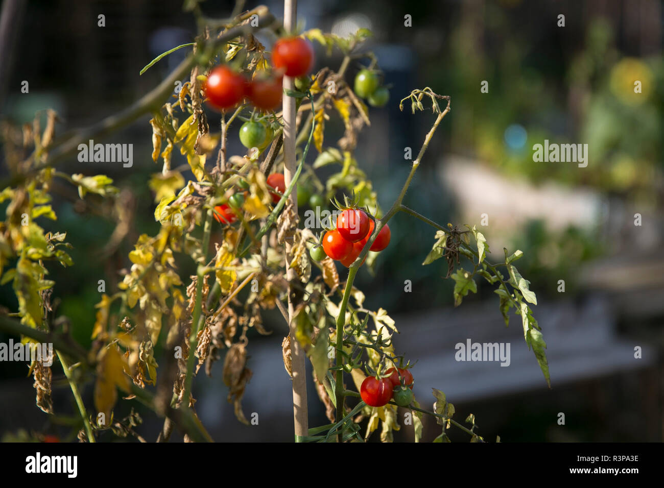 vine tomato,tomato on the vine in the garden Stock Photo - Alamy